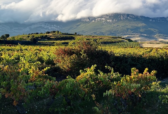 Discover what's new, in season and on sale at the LCBO | LCBO